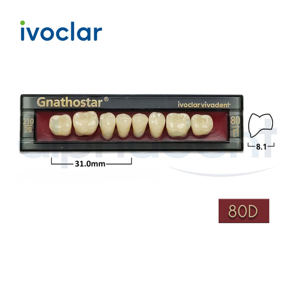 Gnathostar® 1 X 8 Posterior Resin Denture Teeth – Alphadent Corporation